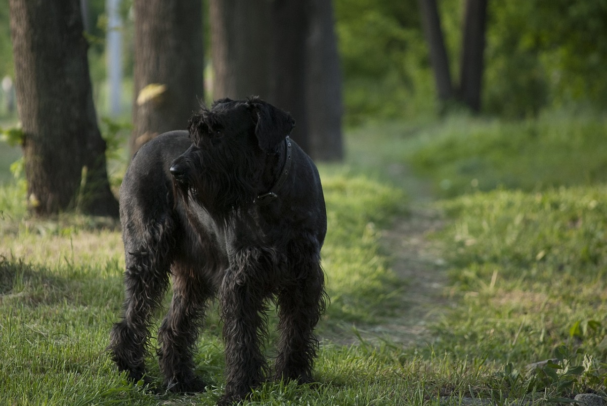 Top 7 Black Guard Dog Breeds - Ethawi.com Top 7 Black Guard Dog Breeds - Ethawi.com