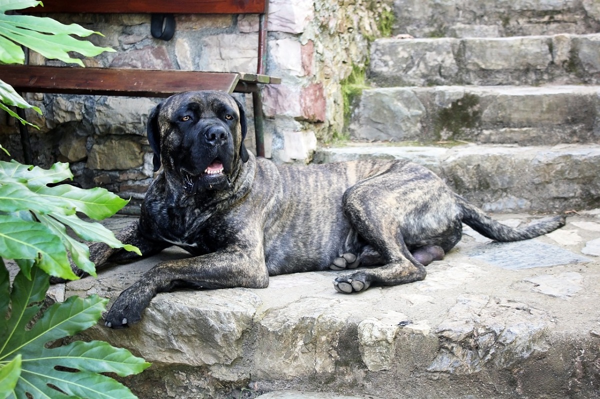 Top 7 Black Guard Dog Breeds - Avesei.com