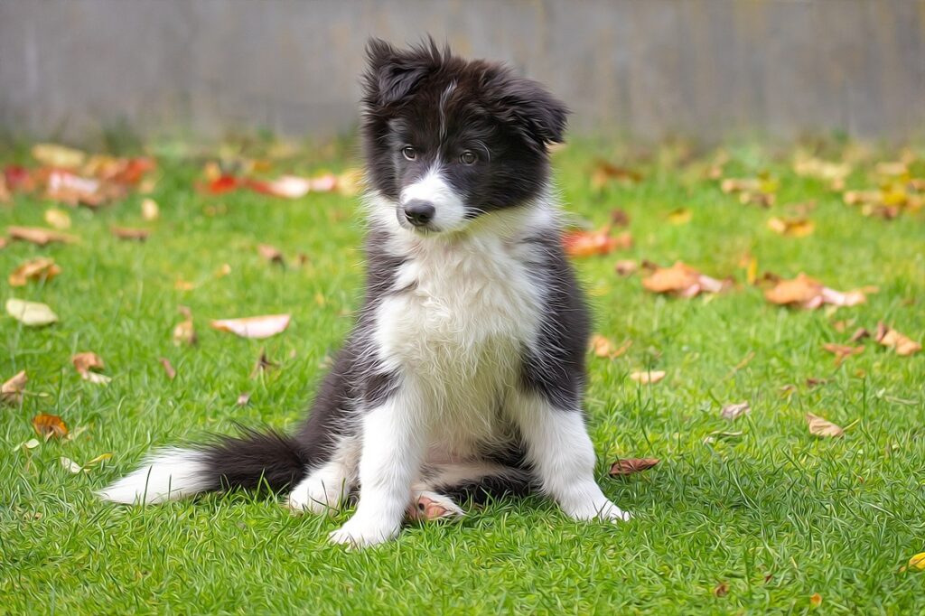 10 Dog Breeds That Have The Cutest Puppies - Tededer.com