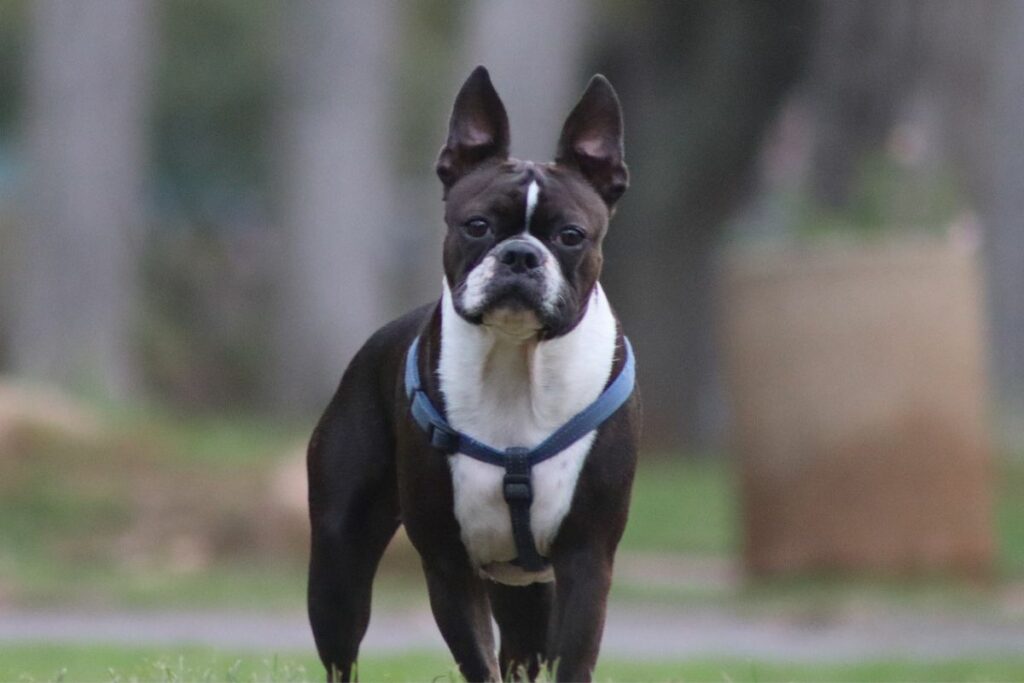 10 Best Guard Dog Breeds For Small House - Tededer.com