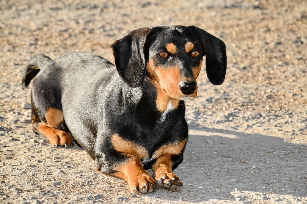 8 Best Guard Dogs Under 30 Pounds That Will Amaze You! - Avesei.com