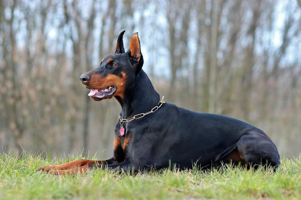 10 Best Guard Dog Breeds For Farms & Rural Safety - Tededer.com