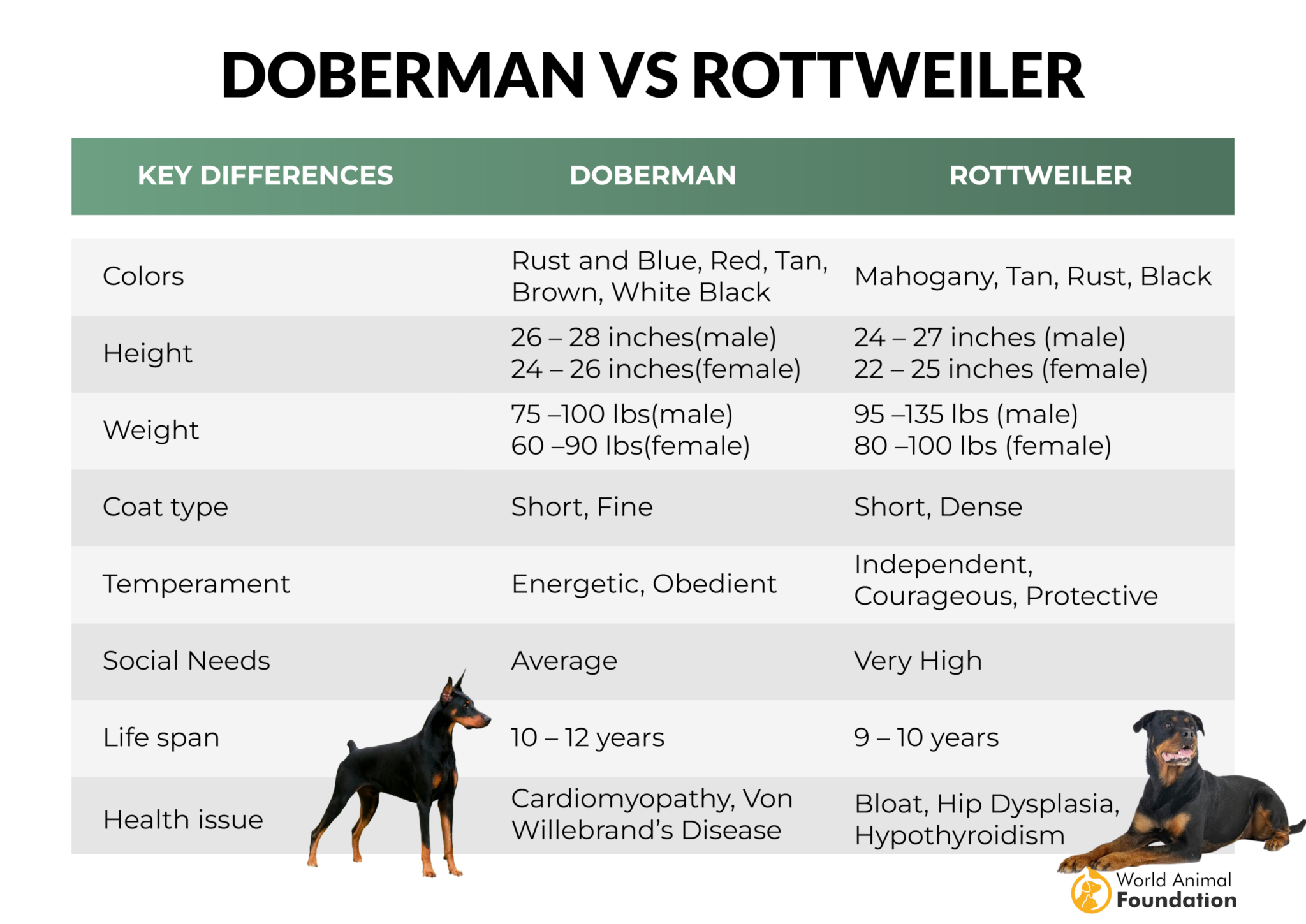 Doberman Vs Rottweiler - Comparison Of Two German Guard Dogs