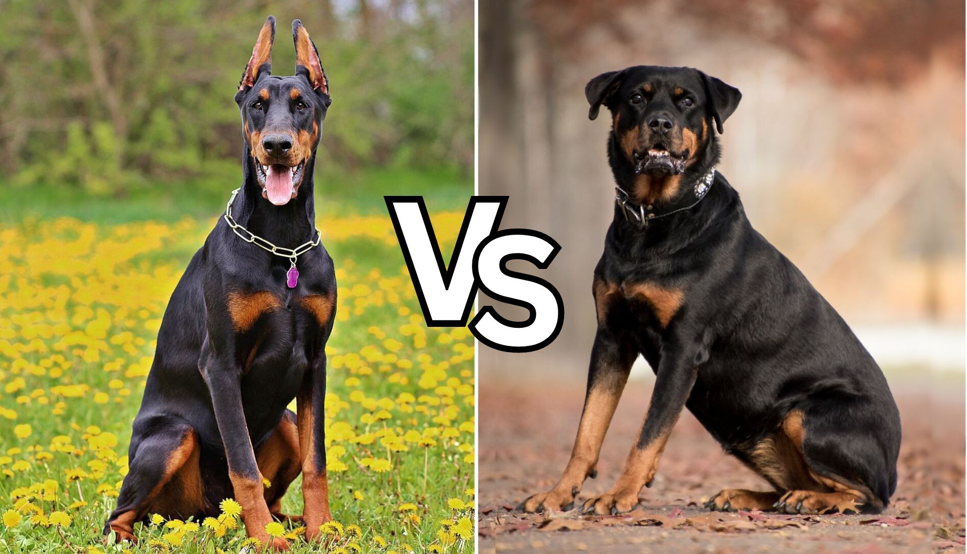 Doberman Vs Rottweiler - Comparison Of Two German Guard Dogs - Tededer.com
