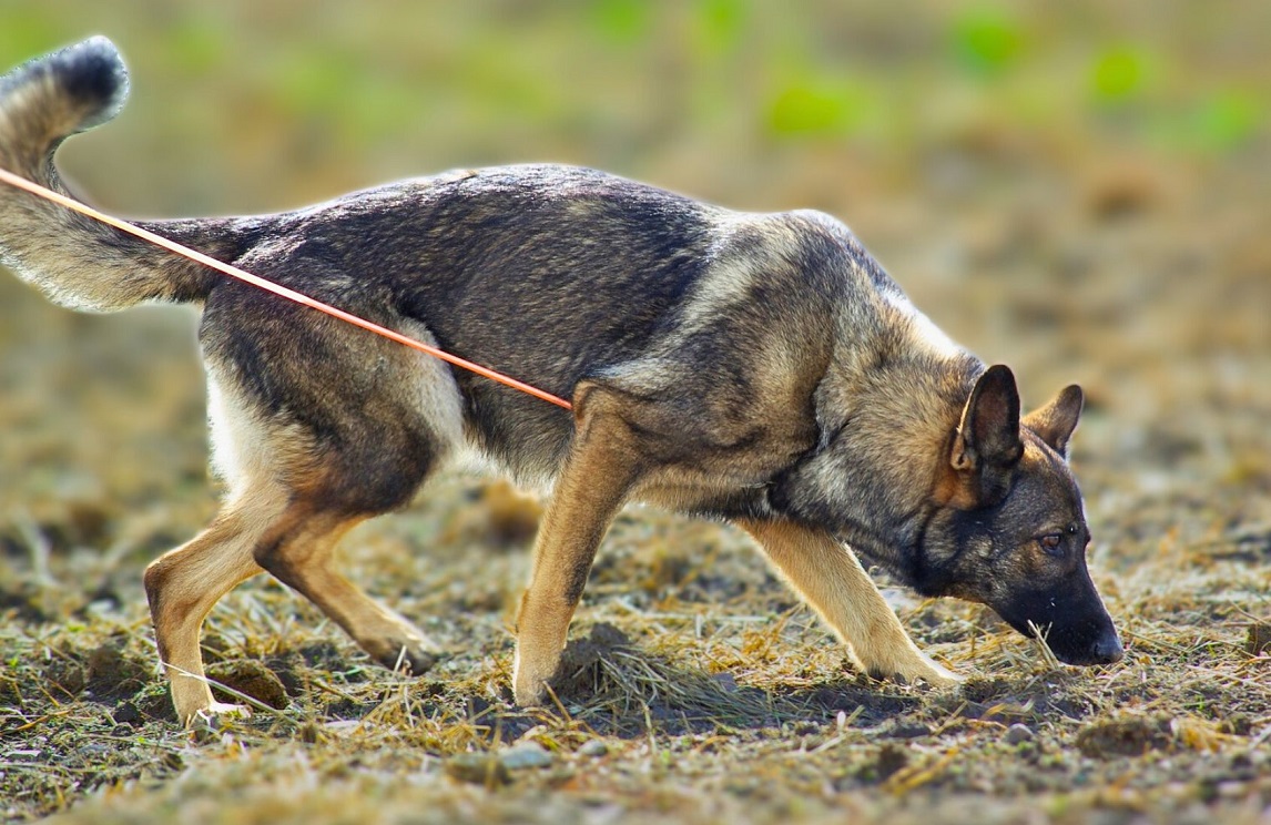 10 Dog Breeds With The Best Sense Of Smell - Ethawi.com