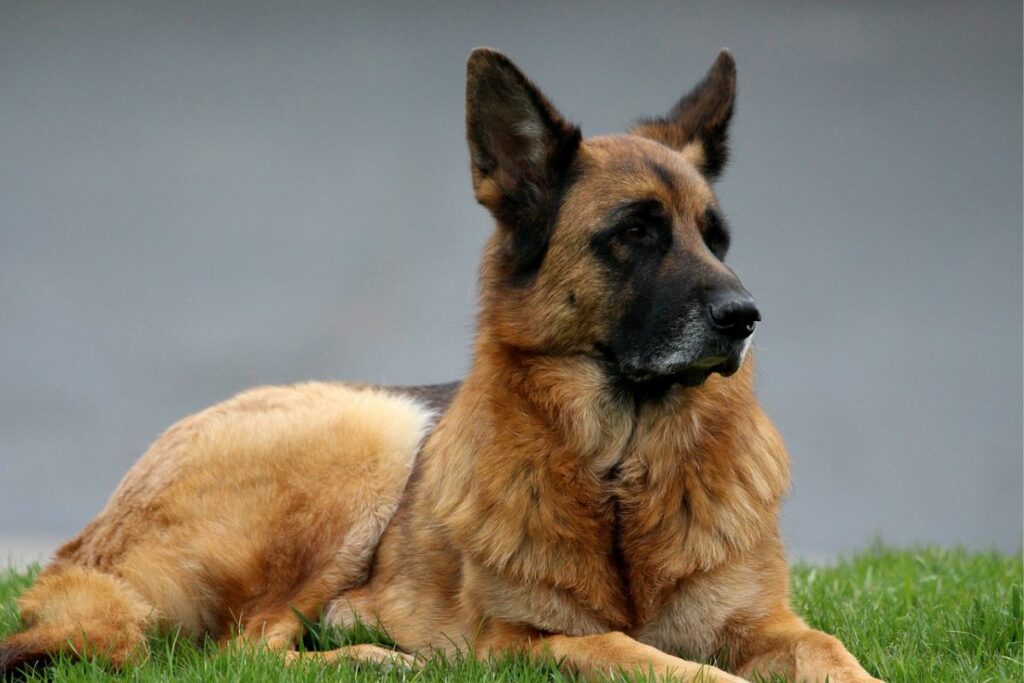 9 Best Outdoor Guard Dog Breeds To Protect Your Territory - Avesei.com