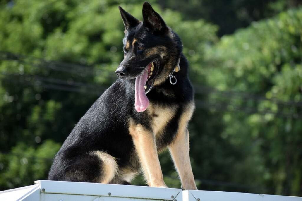 9 Most Hyper Guard Dog Breeds For Protection - Tededer.com