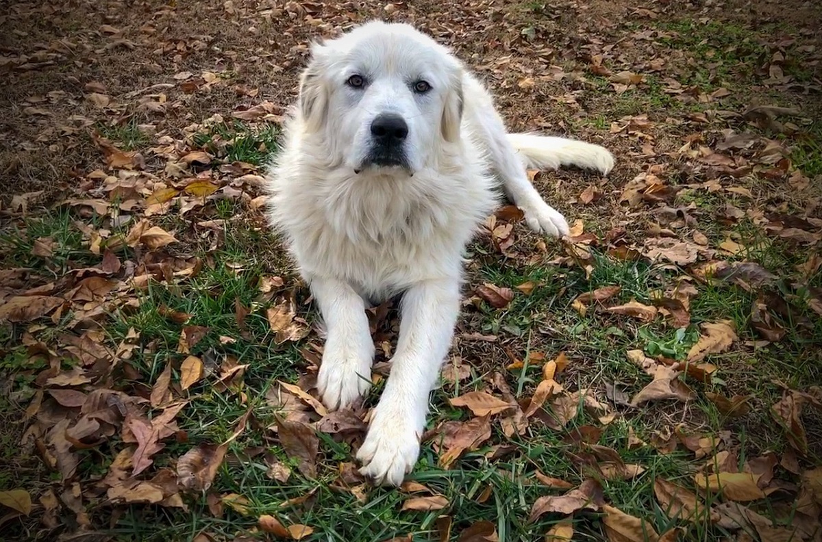 10 Best Guard Dog Breeds For Farms & Rural Safety - Tededer.com