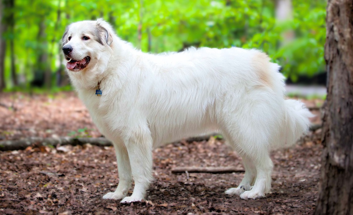 7 Best Dog Breeds To Protect Against Coyotes - Ethawi.com