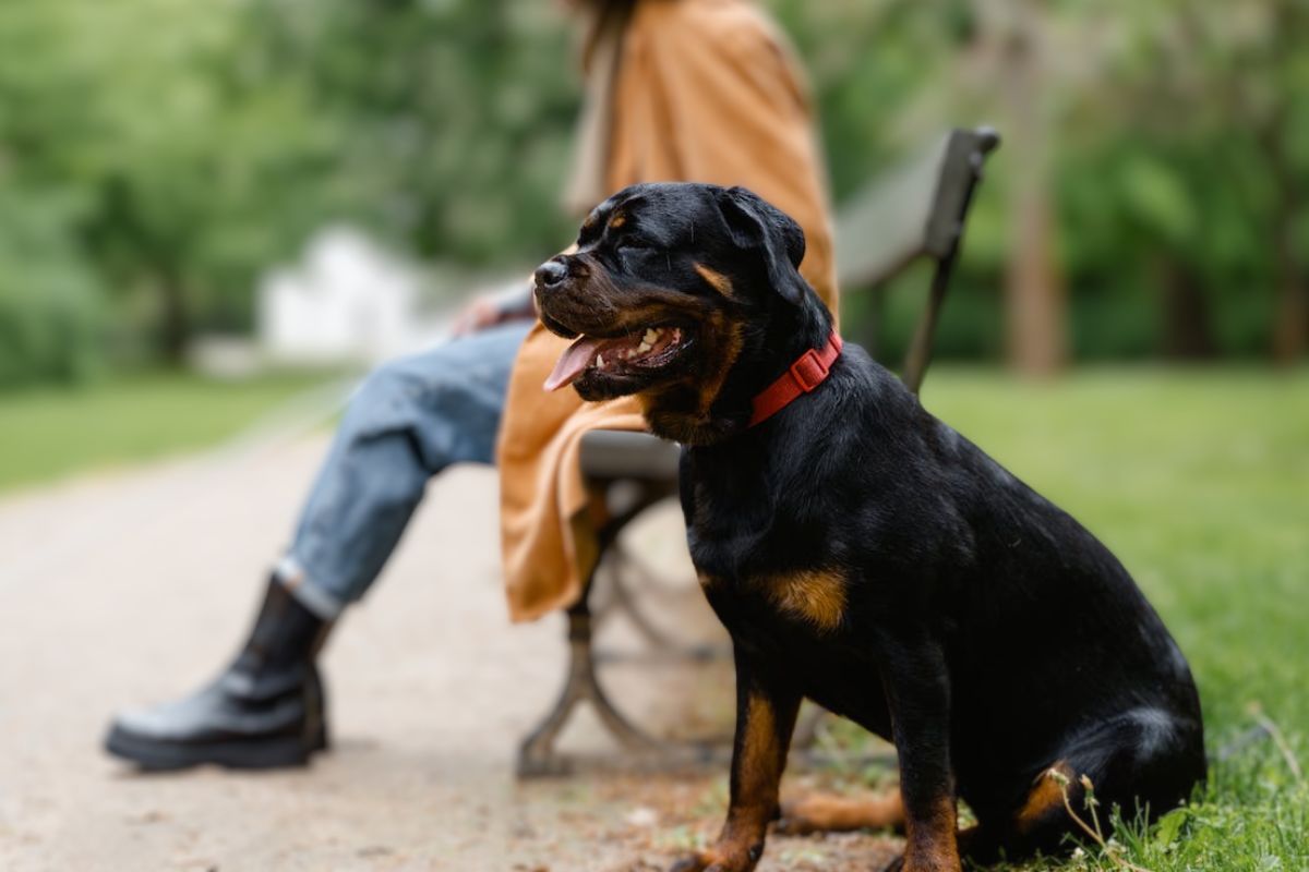 5 Best Protection Dog Breeds For Women - Ethawi.com