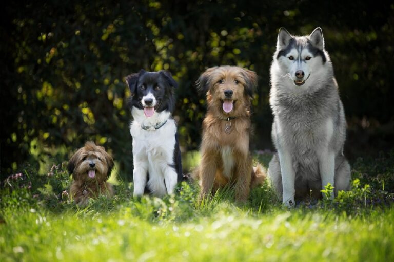 UK Pet Ownership Statistics In 2025
