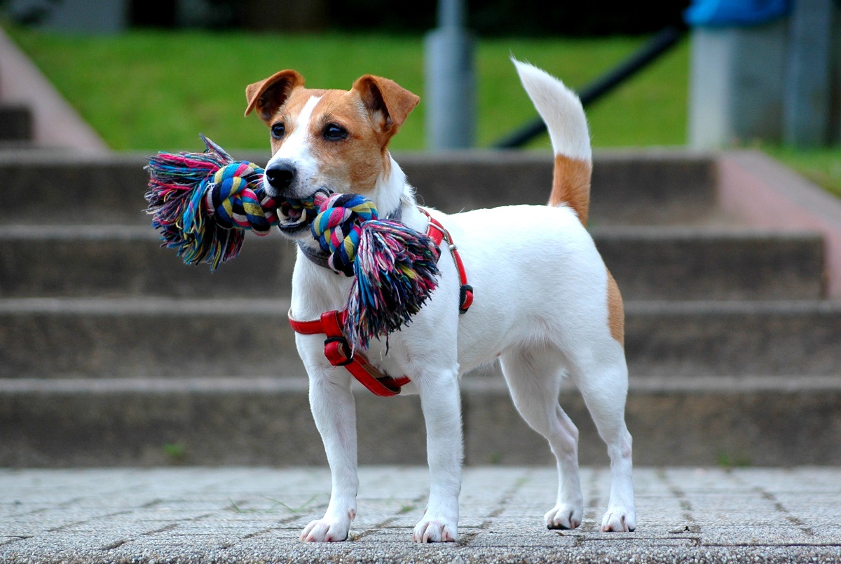 13 Best Dog Breeds For Single Women Living Alone