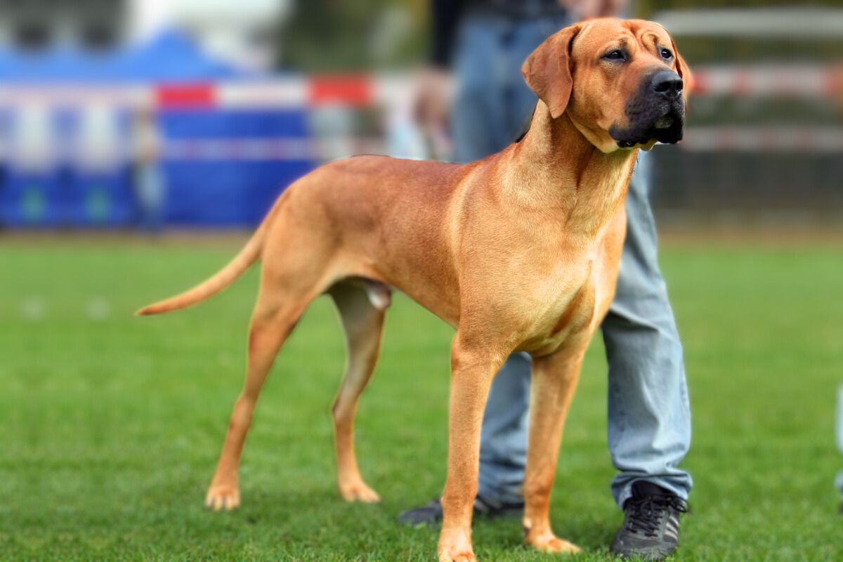 Best Guard Dog Breed For Experienced Owners - Tededer.com