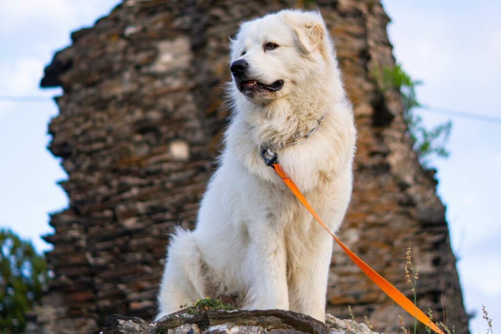10 Best Guard Dog Breeds For Farms & Rural Safety - Avesei.com