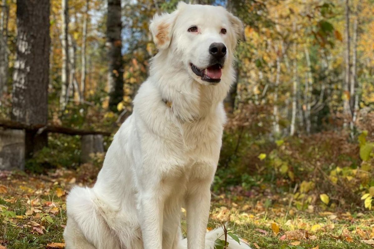 10 Best Guard Dog Breeds For Farms & Rural Safety - Tededer.com