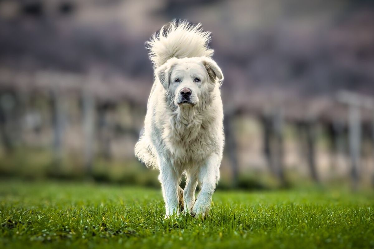 7 Best Dog Breeds To Protect Against Predators - Tededer.com