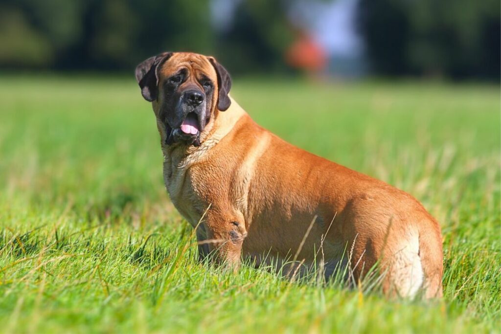10 Best Guard Dog Breeds For Farms & Rural Safety - Avesei.com
