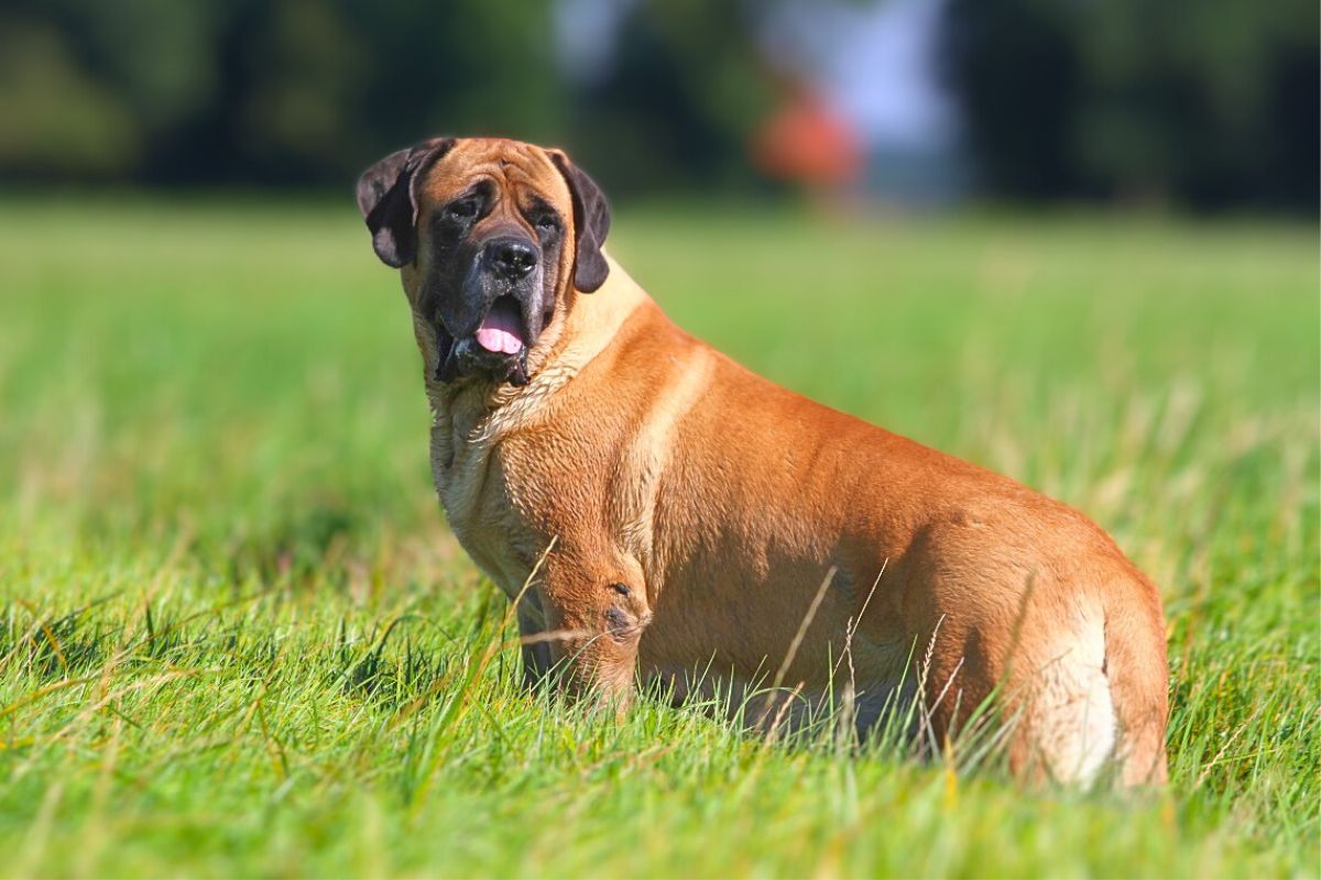 10 Best Guard Dog Breeds For Farms & Rural Safety - Tededer.com