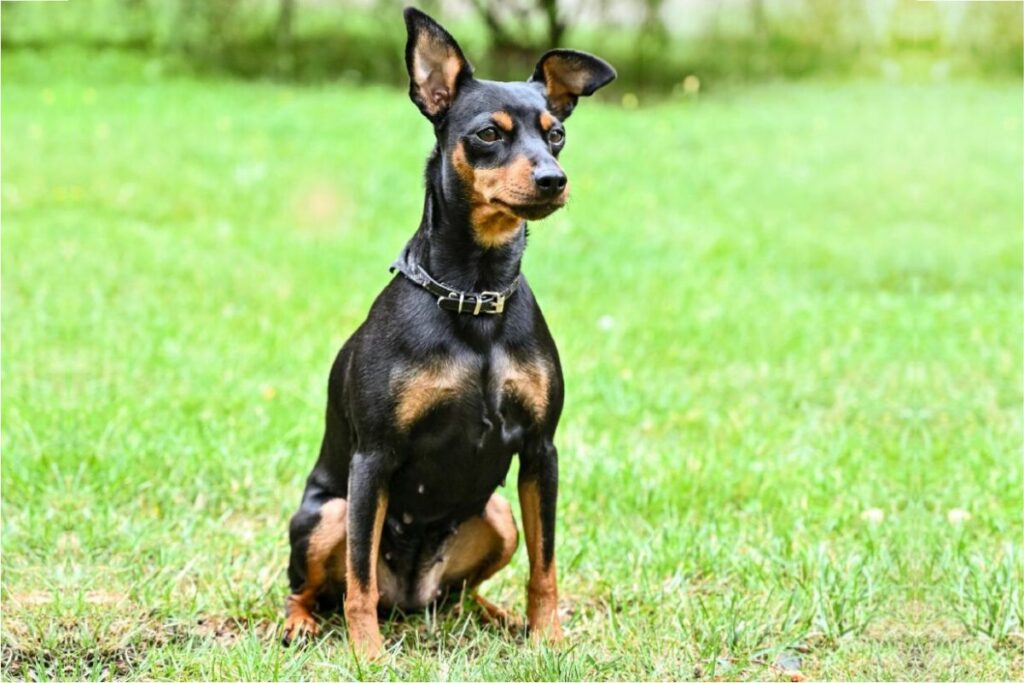 9 Most Hyper Guard Dog Breeds For Protection - Tededer.com