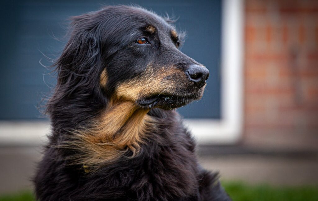 Dogs - WAF