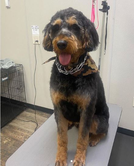 7 Best Doodle Guard Dogs For Unbeatable Home Security - Avesei.com