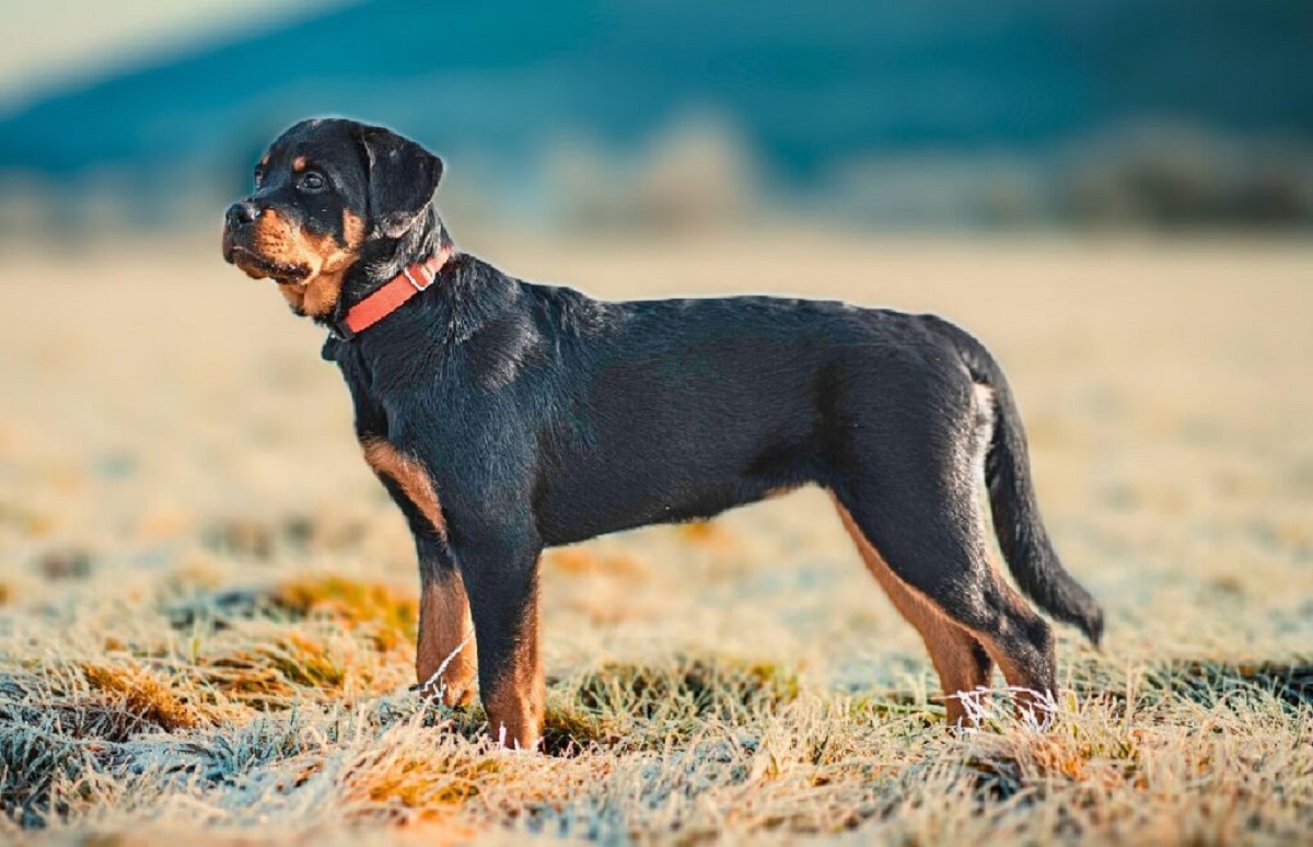 10 Best Guard Dog Breeds For Farms & Rural Safety - Tededer.com