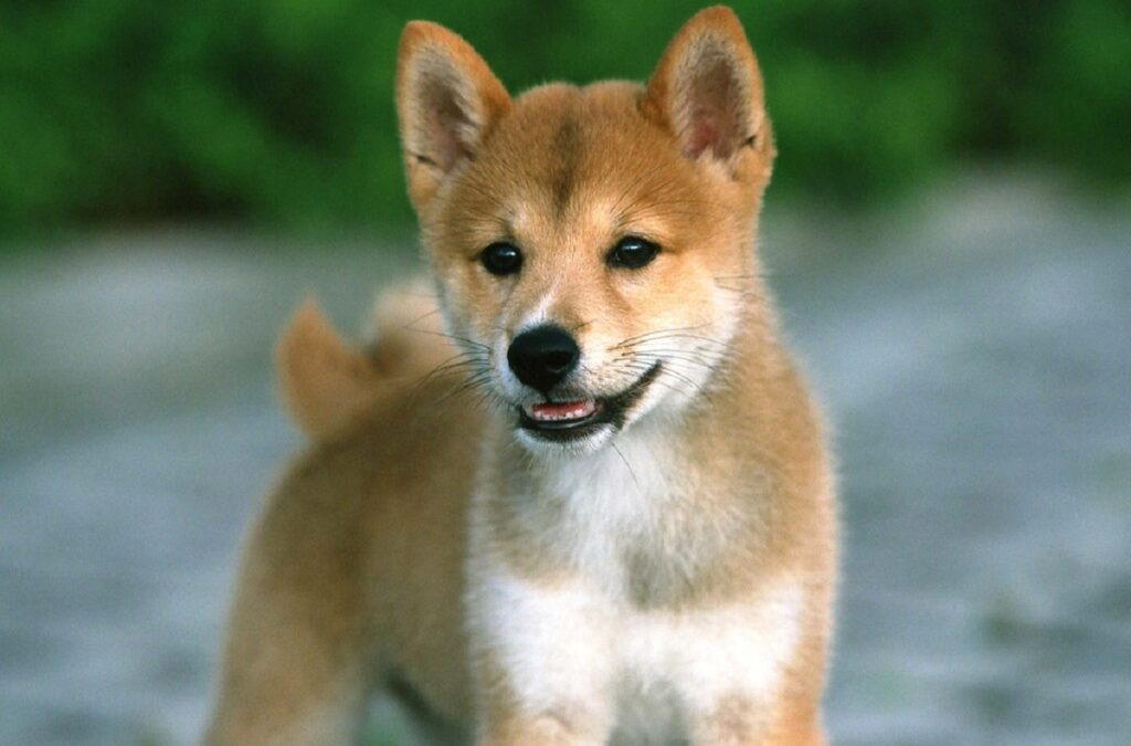 10 Dog Breeds That Have The Cutest Puppies - Inhenocha.com