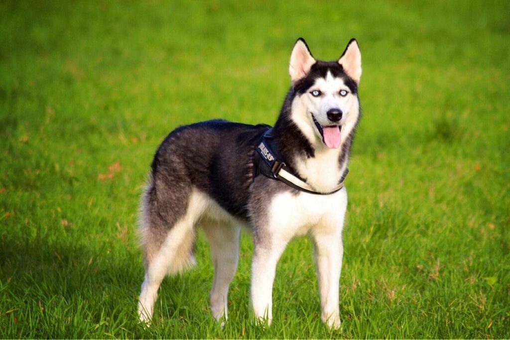 9 Best Outdoor Guard Dog Breeds To Protect Your Territory - Avesei.com