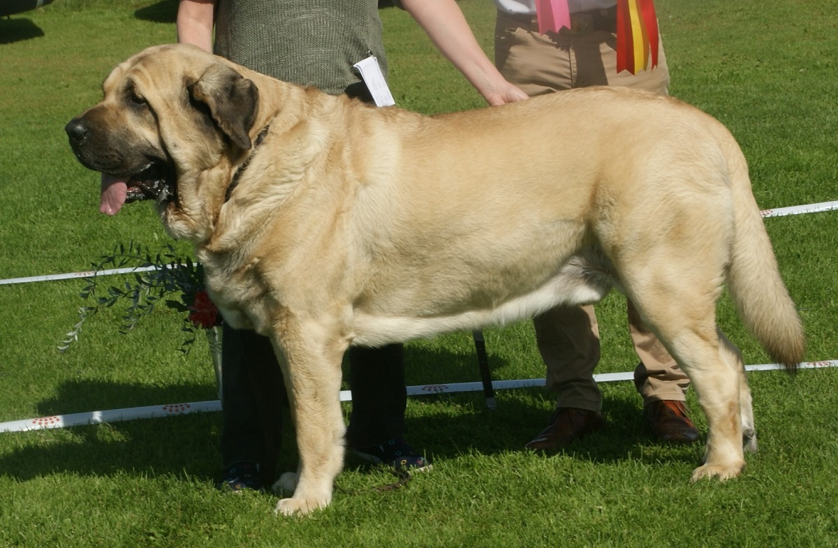 7 Livestock Guardian Dog Breeds For Hot Climates That Thrive Under The ...