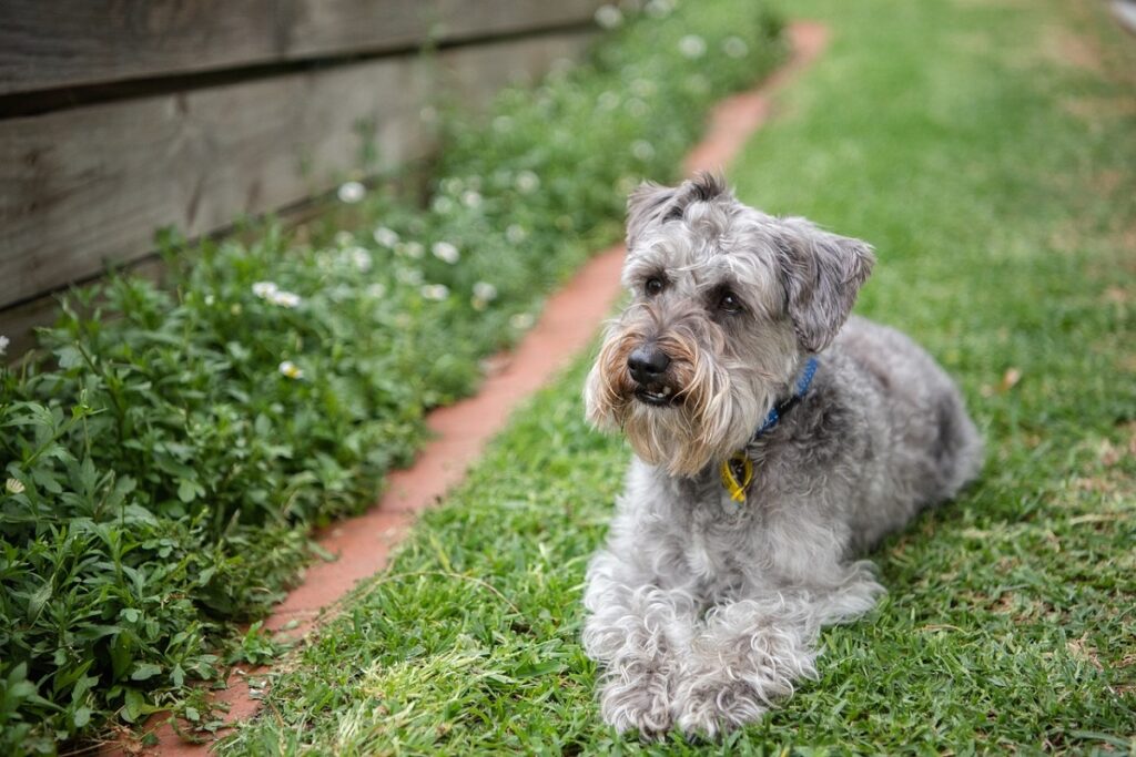 7 Best Doodle Guard Dogs For Unbeatable Home Security - Avesei.com