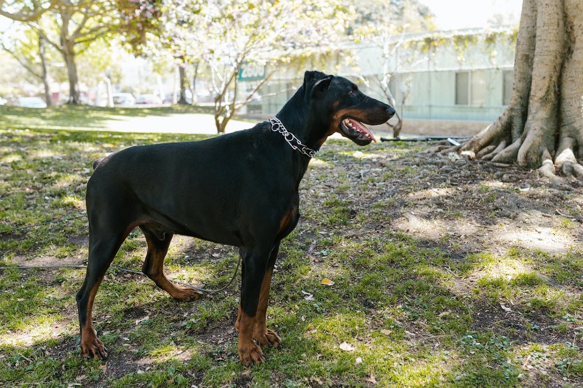 Top 7 Black Guard Dog Breeds - Abaary.com Top 7 Black Guard Dog Breeds - Abaary.com