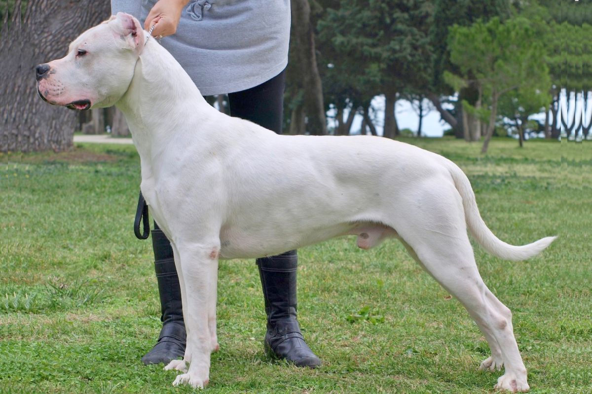 Top 9 Large White Dog Breeds You'll Love To Meet - Ethawi.com