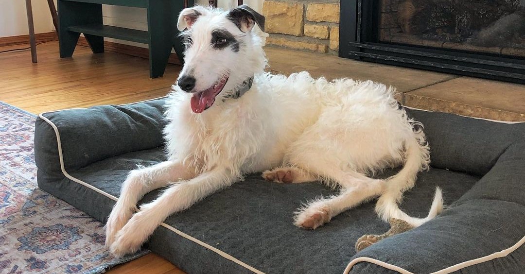 7 Best Dog Breeds To Protect Against Coyotes - Ethawi.com