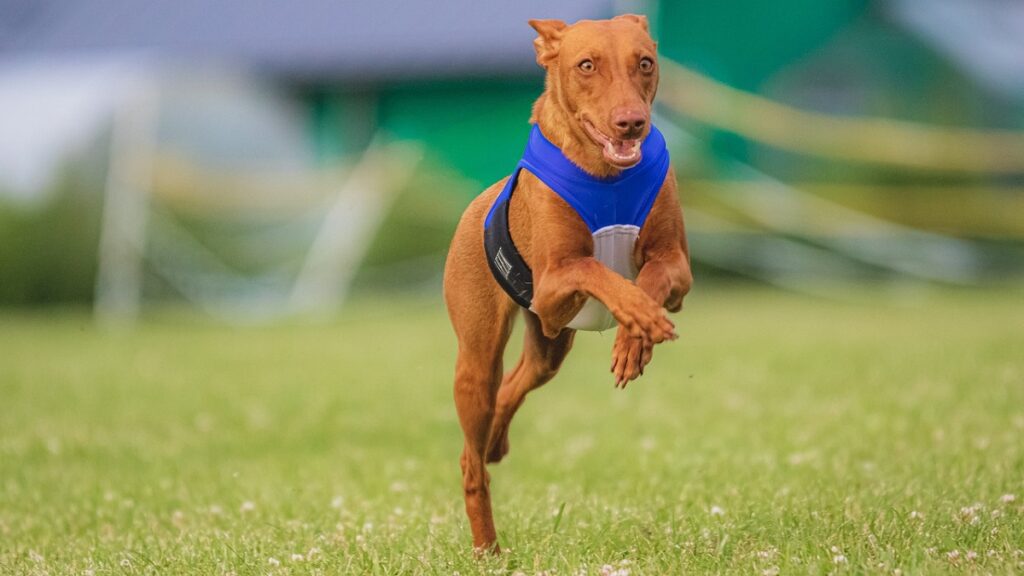 These Dogs Can Run Faster Than Usain Bolt - Ethawi.com