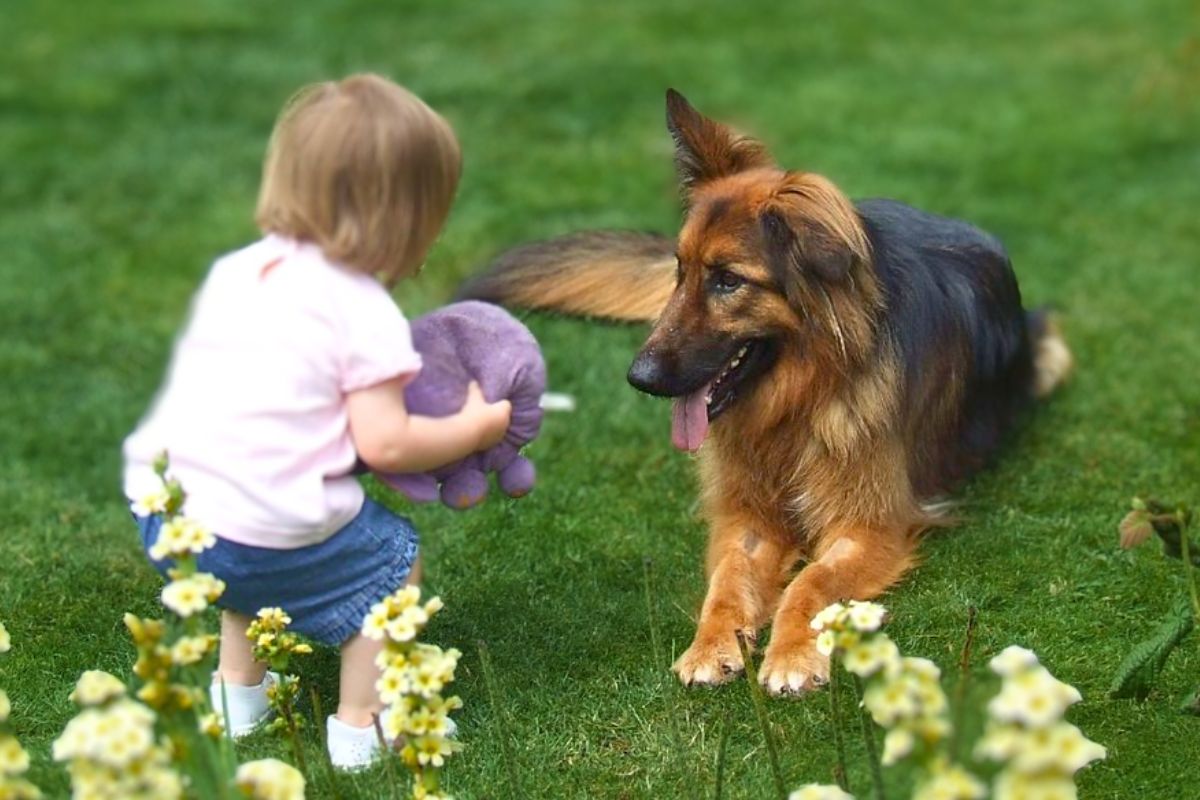 Are German Shepherds Good With Kids? Are They Safe? Yeah! Here's Why ...