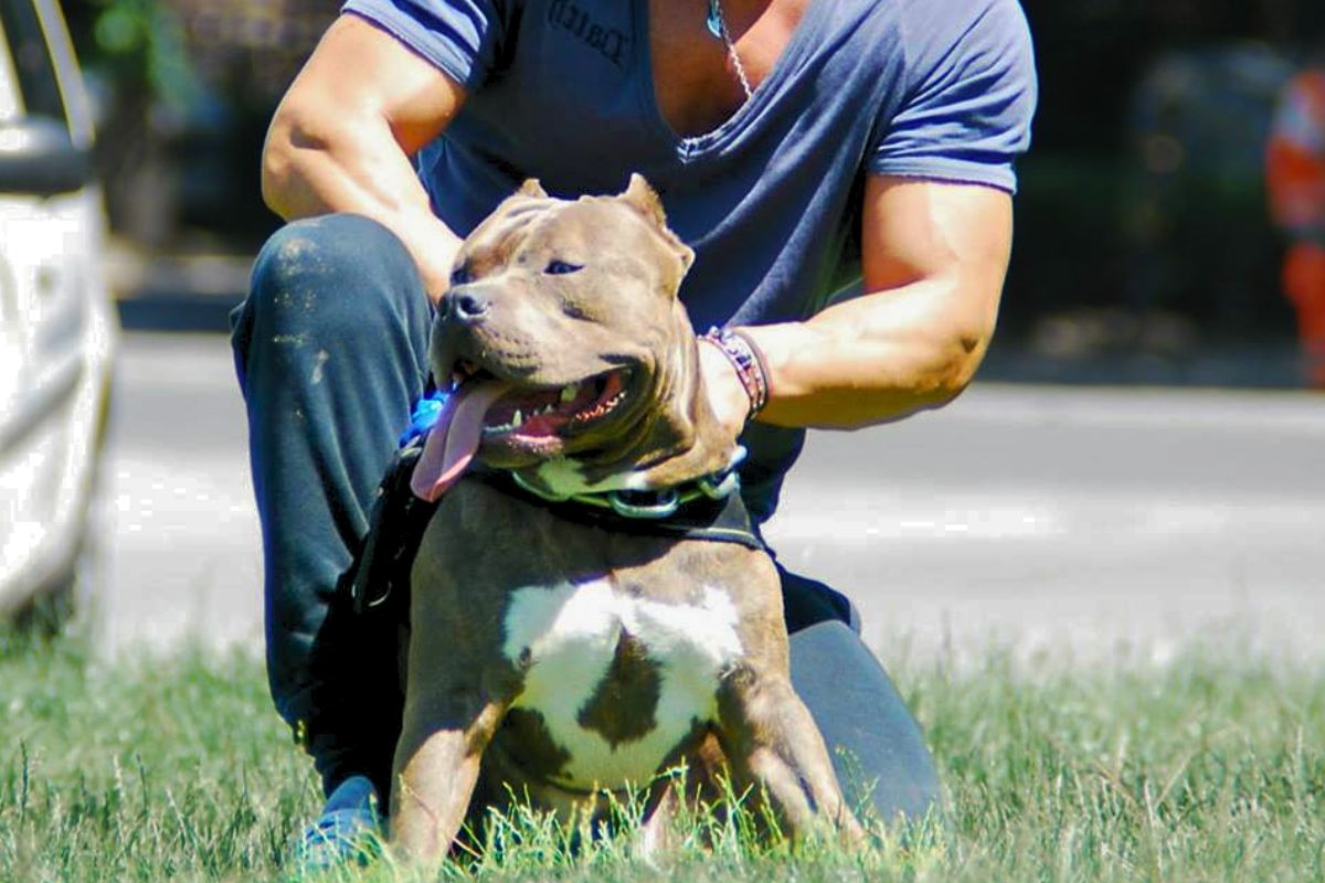 13 Best Dog Breeds For Single Men