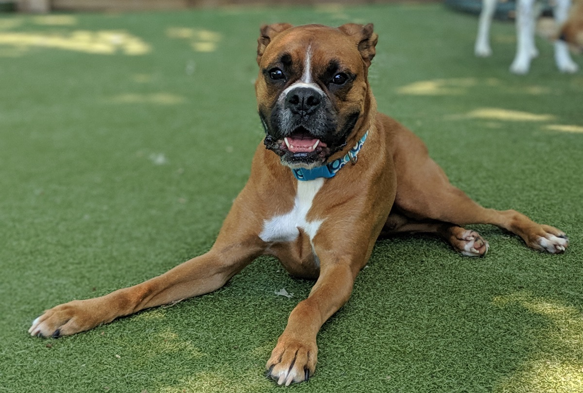 13 Best Dog Breeds For Single Women Living Alone