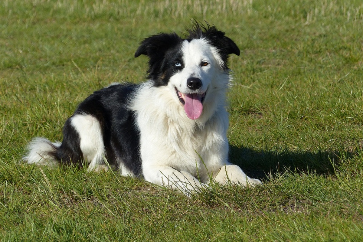 13 Best Dog Breeds For Single Men