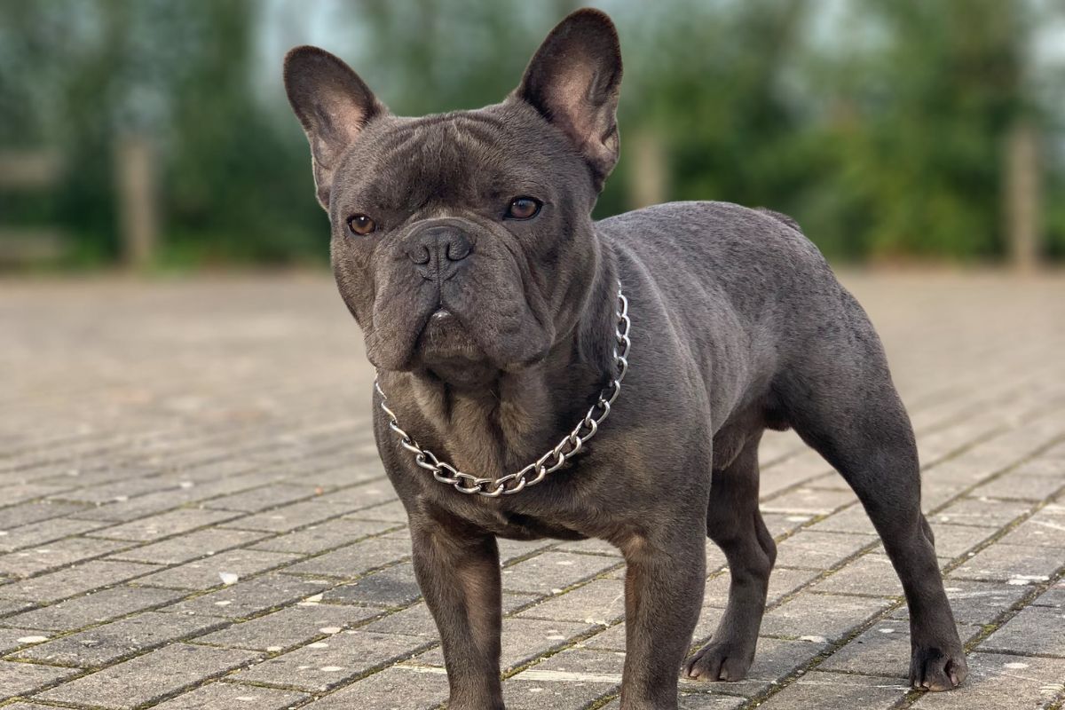 7 Easiest Guard Dog Breeds To Train - Ethawi.com