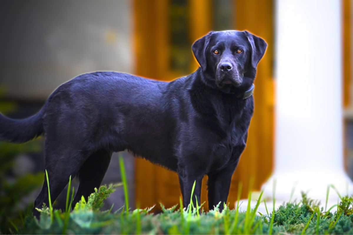 7 Easiest Guard Dog Breeds To Train - Ethawi.com