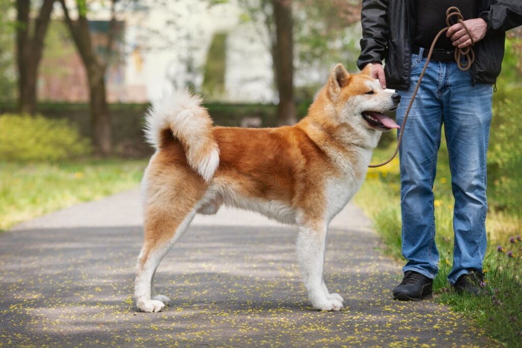 7 Best Watch & Guard Dog Breeds Of All Time! - Ethawi.com