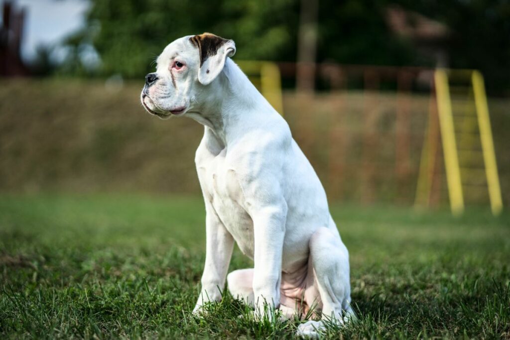 Top 7 Muscular Guard Dog Breeds You Can Rely On - Inhenocha.com