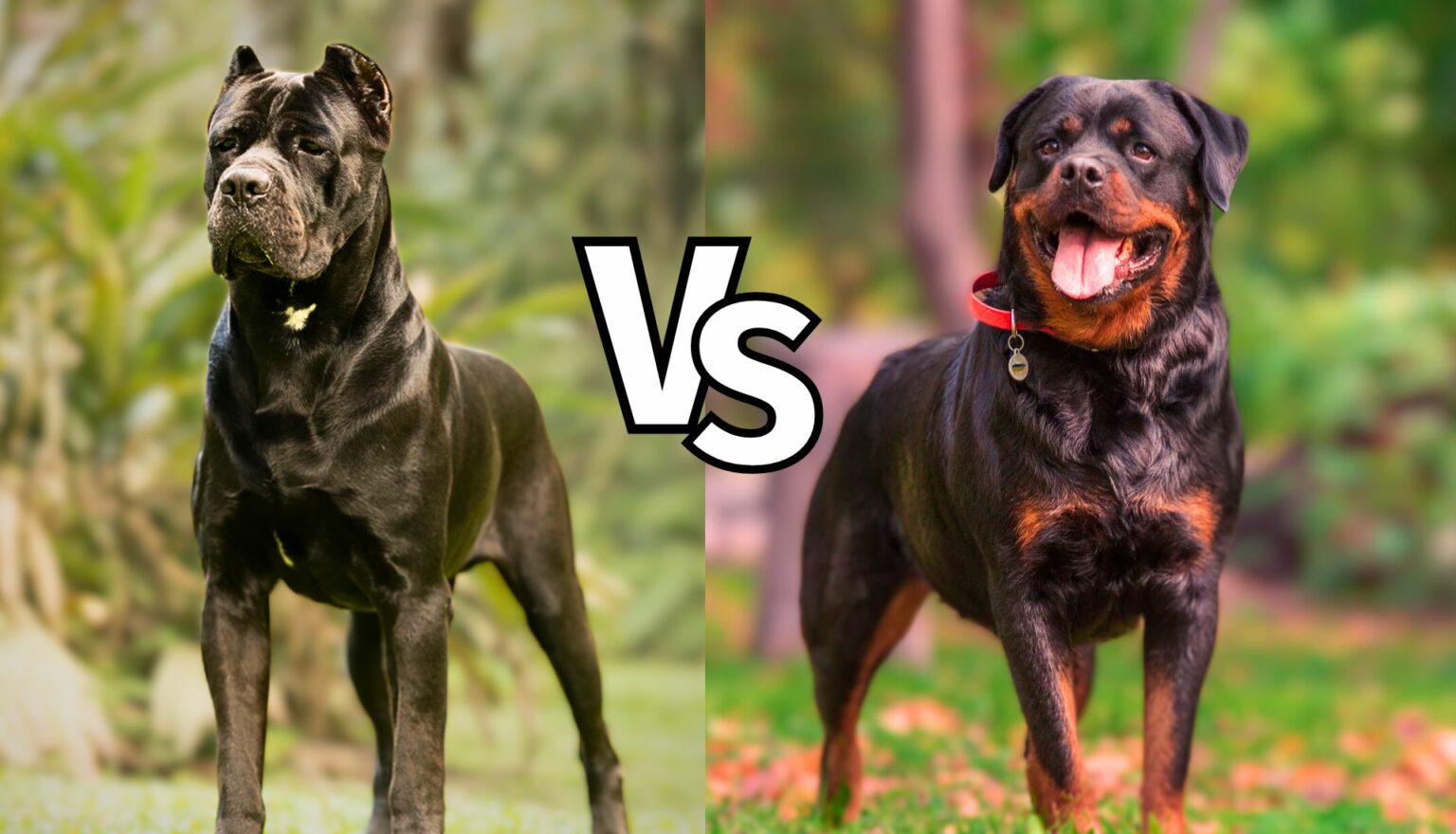 Cane Corso Vs. Rottweiler - Which One Is The Best Guard Dog Breed?