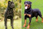 Cane Corso Vs. Rottweiler - Which One Is The Best Guard Dog Breed?