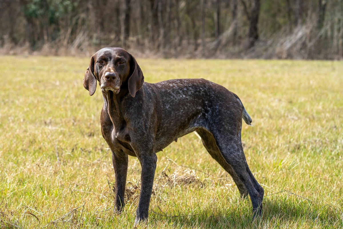 10 Best Guard Dog Breeds For Country Living - Inhenocha.com