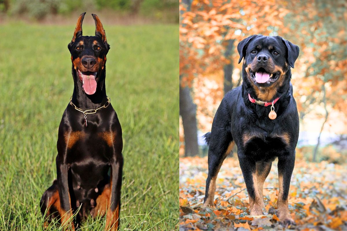 Doberman Vs Rottweiler - Comparison Of Two German Guard Dogs - Tededer.com