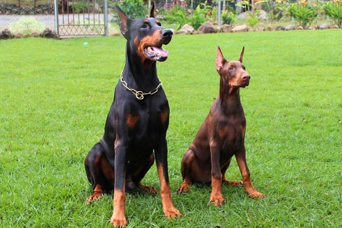 Top 7 Muscular Guard Dog Breeds You Can Rely On - Inhenocha.com