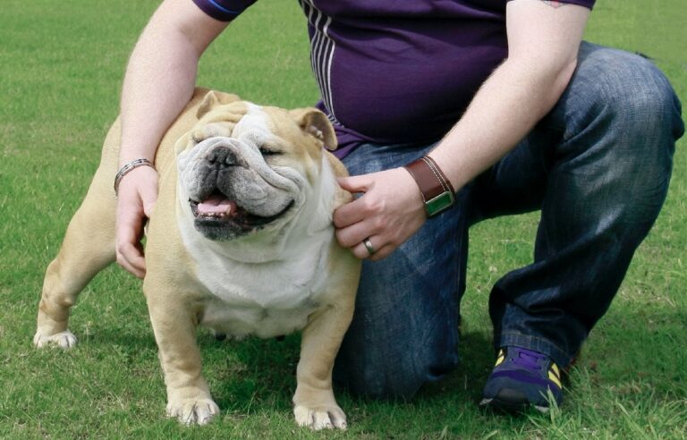 13 Best Dog Breeds For Single Men