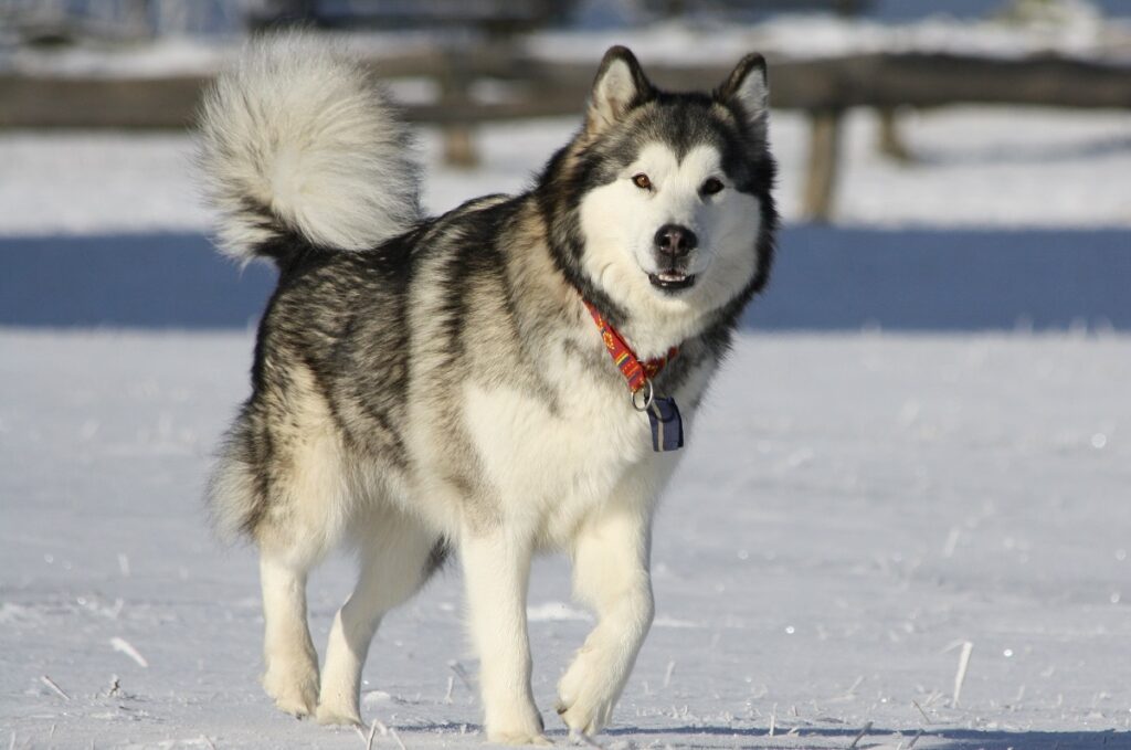 9 Dog Breeds That Can Defeat Wolves - Tededer.com