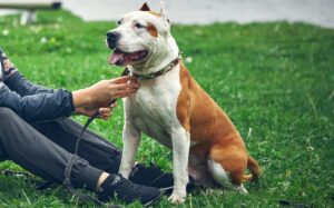 13 Best Dog Breeds For Single Women Living Alone